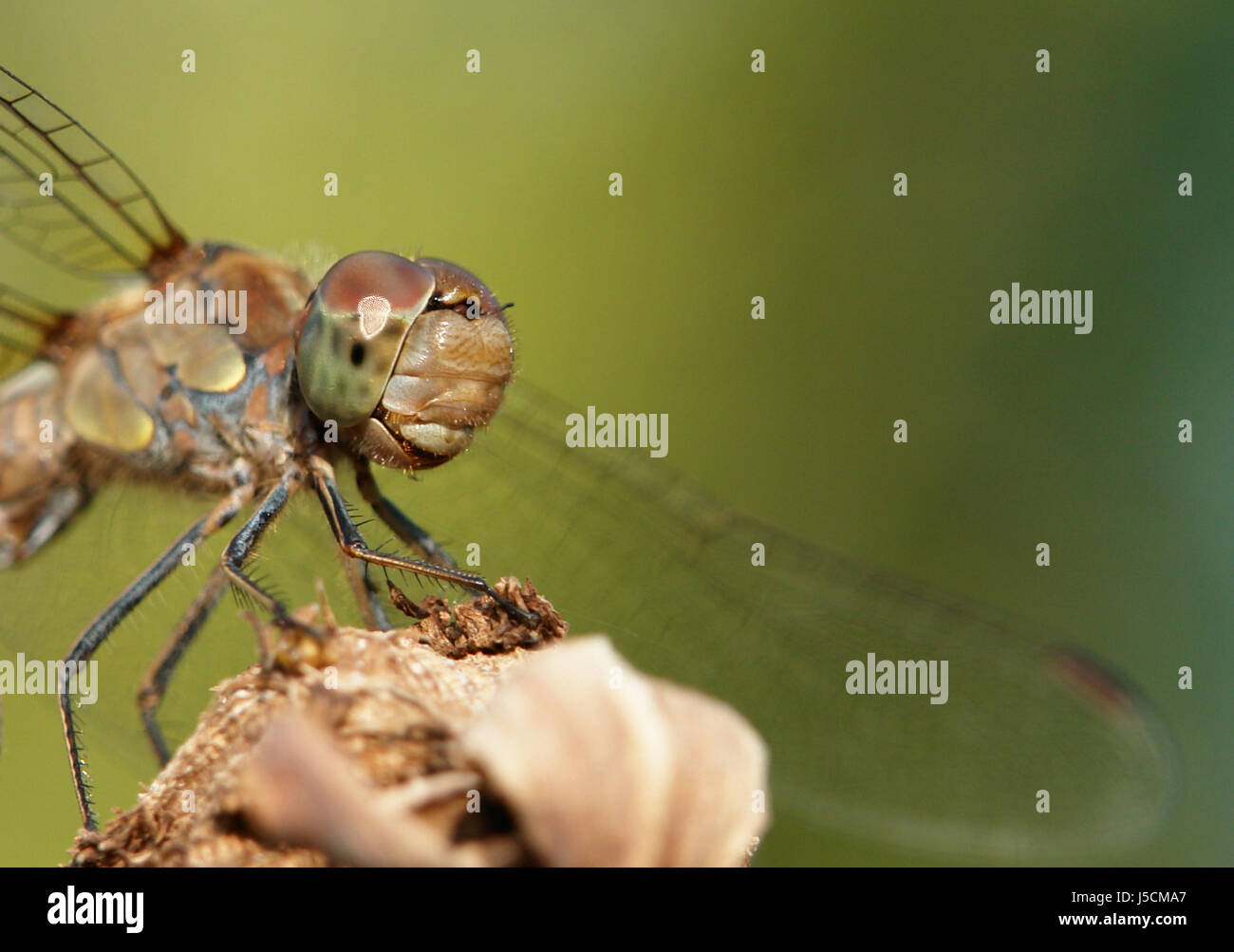 Haztflgler hi-res stock photography and images - Alamy