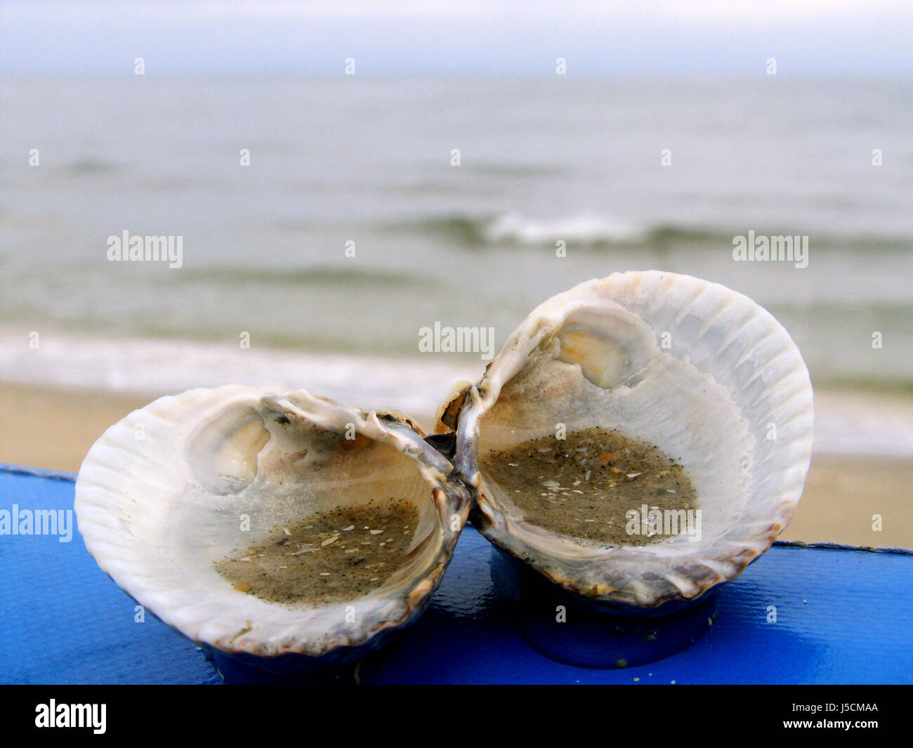 beach seaside the beach seashore shell water baltic sea salt water sea ...