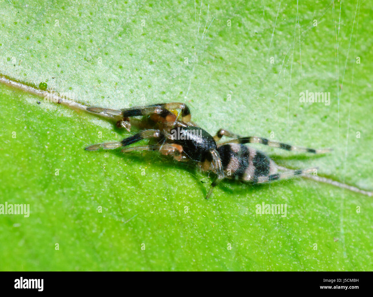White tailed spiders hi-res stock photography and images - Alamy