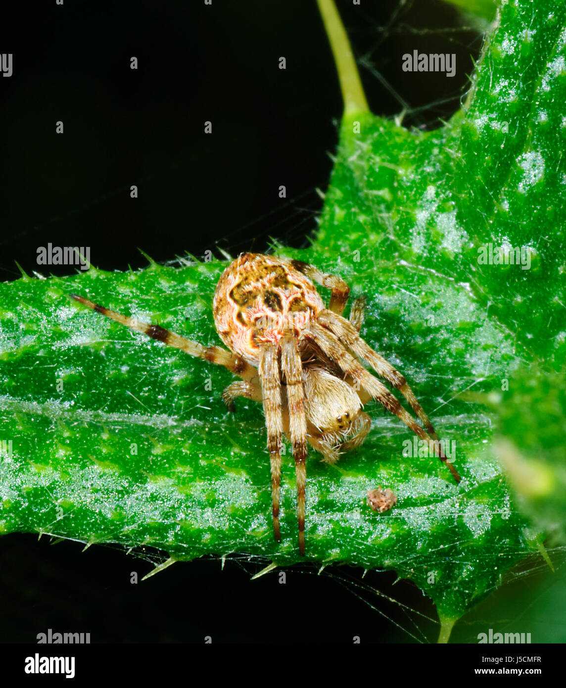 Cyclosa fuliginata hi-res stock photography and images - Alamy