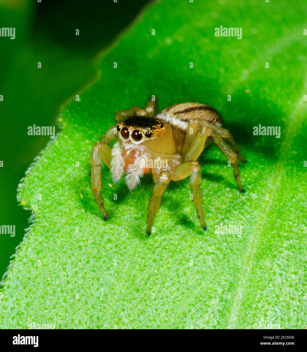 Adult Female Jumping Spider (Maratus scutulatus, also called Hypoblemum ...