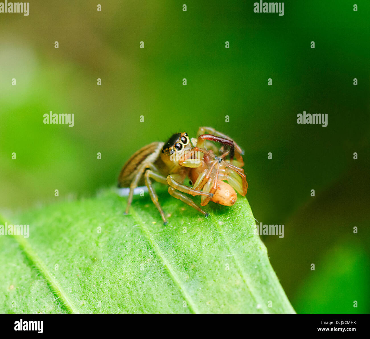 Adult Female Jumping Spider (Maratus scutulatus, also called Hypoblemum ...