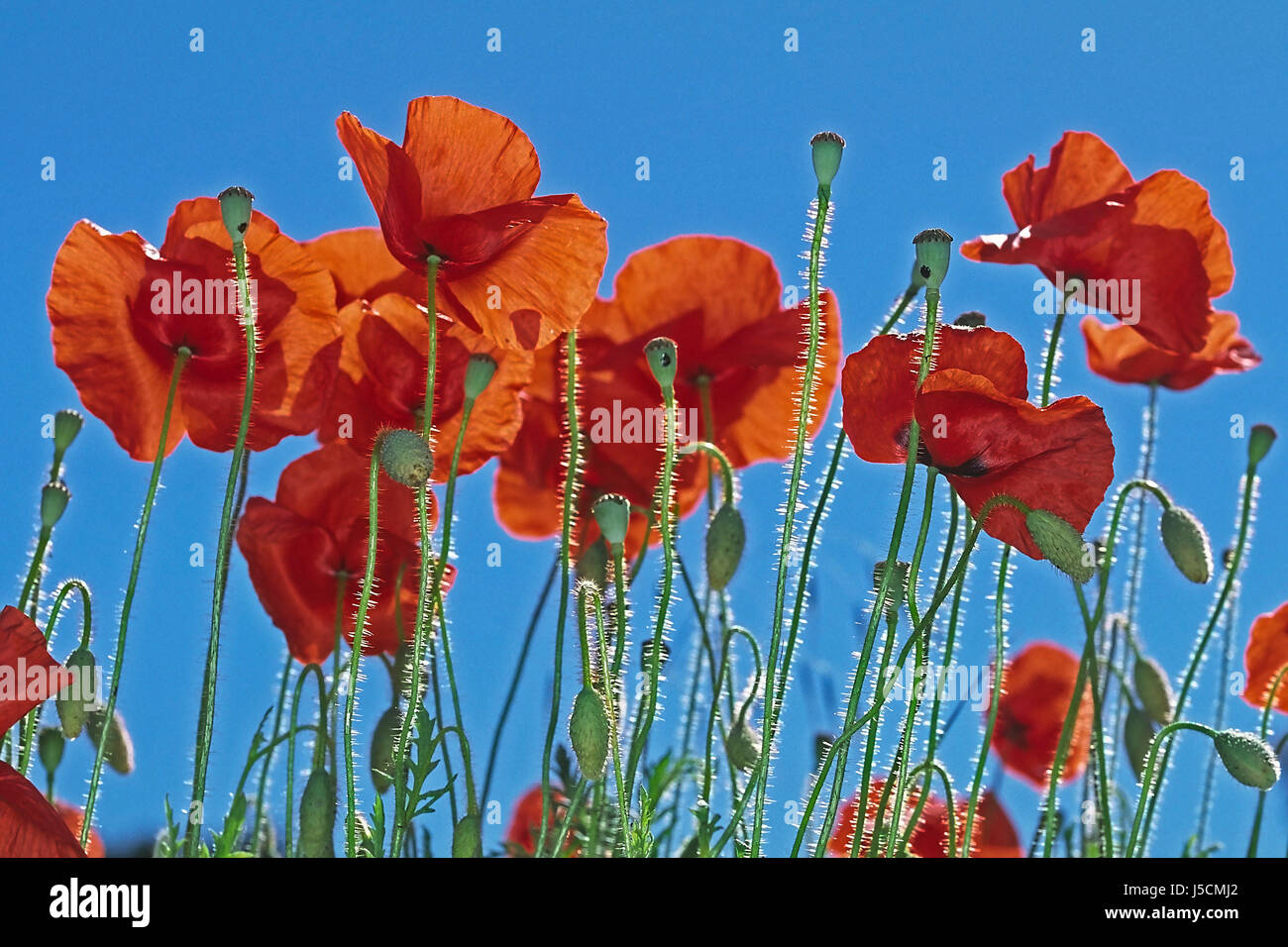 flower flowers plant poppy Southern France morales Provence ornamental ...