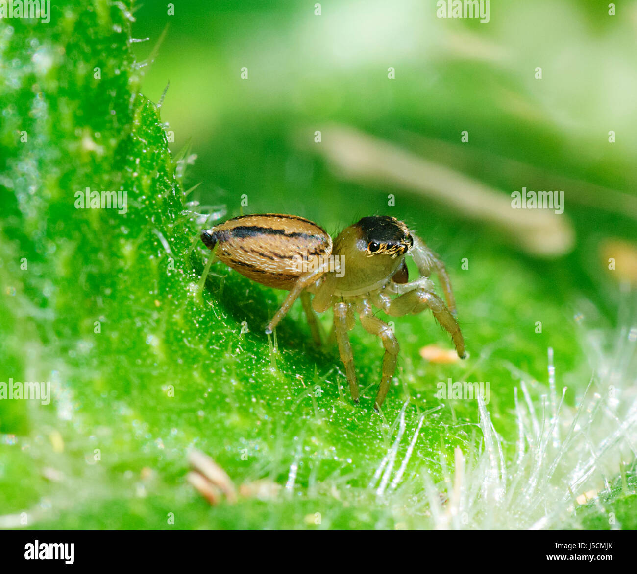 Adult Female Jumping Spider (Maratus scutulatus, also called Hypoblemum ...