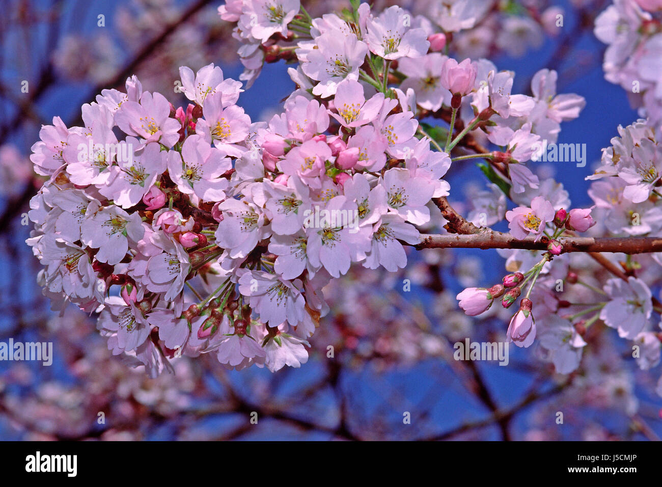 spring branch cherry tree tree trees bloom blossom flourish flourishing ...