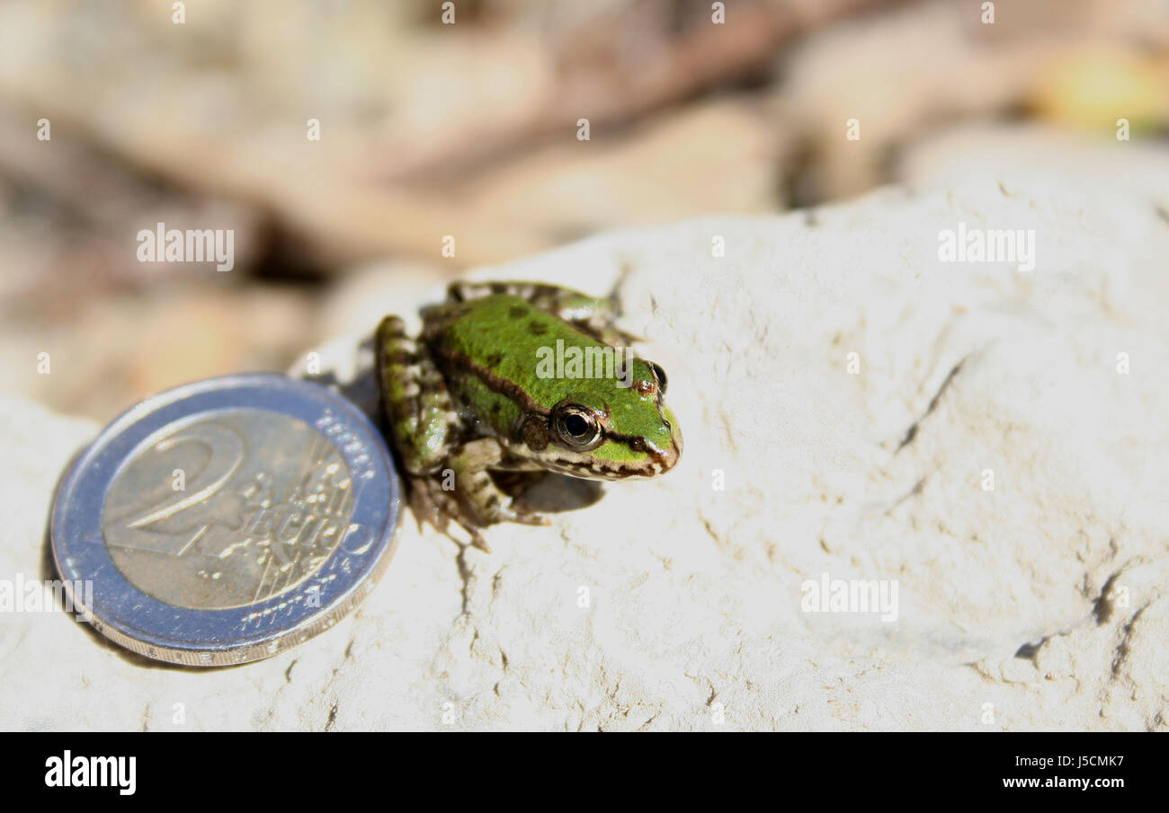Grnfrosch hi-res stock photography and images - Alamy