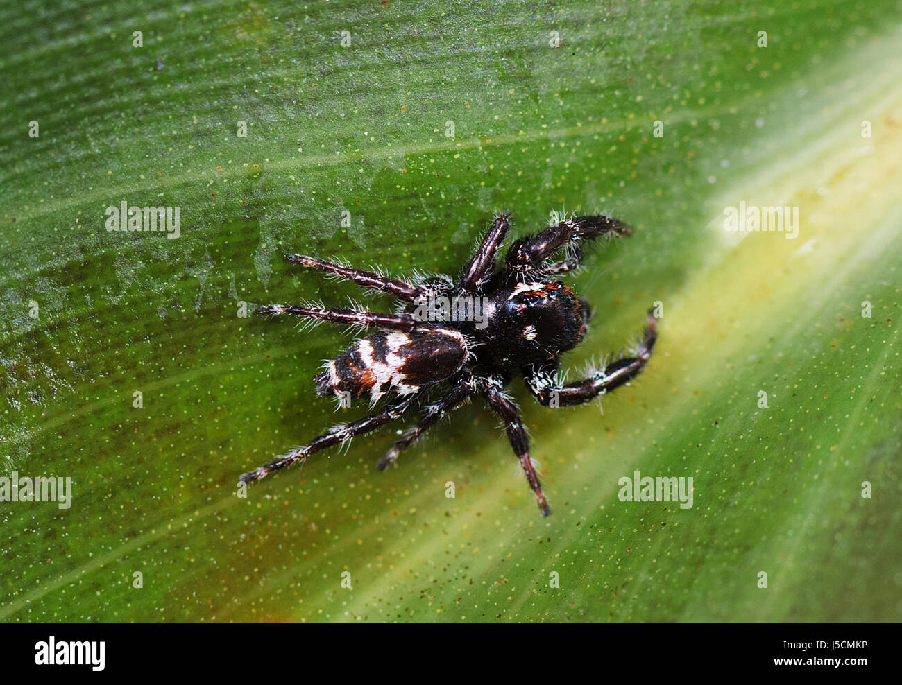 Ludicra Jumping Spider (Sandalodes superbus, formerly Bavia ludicra ...