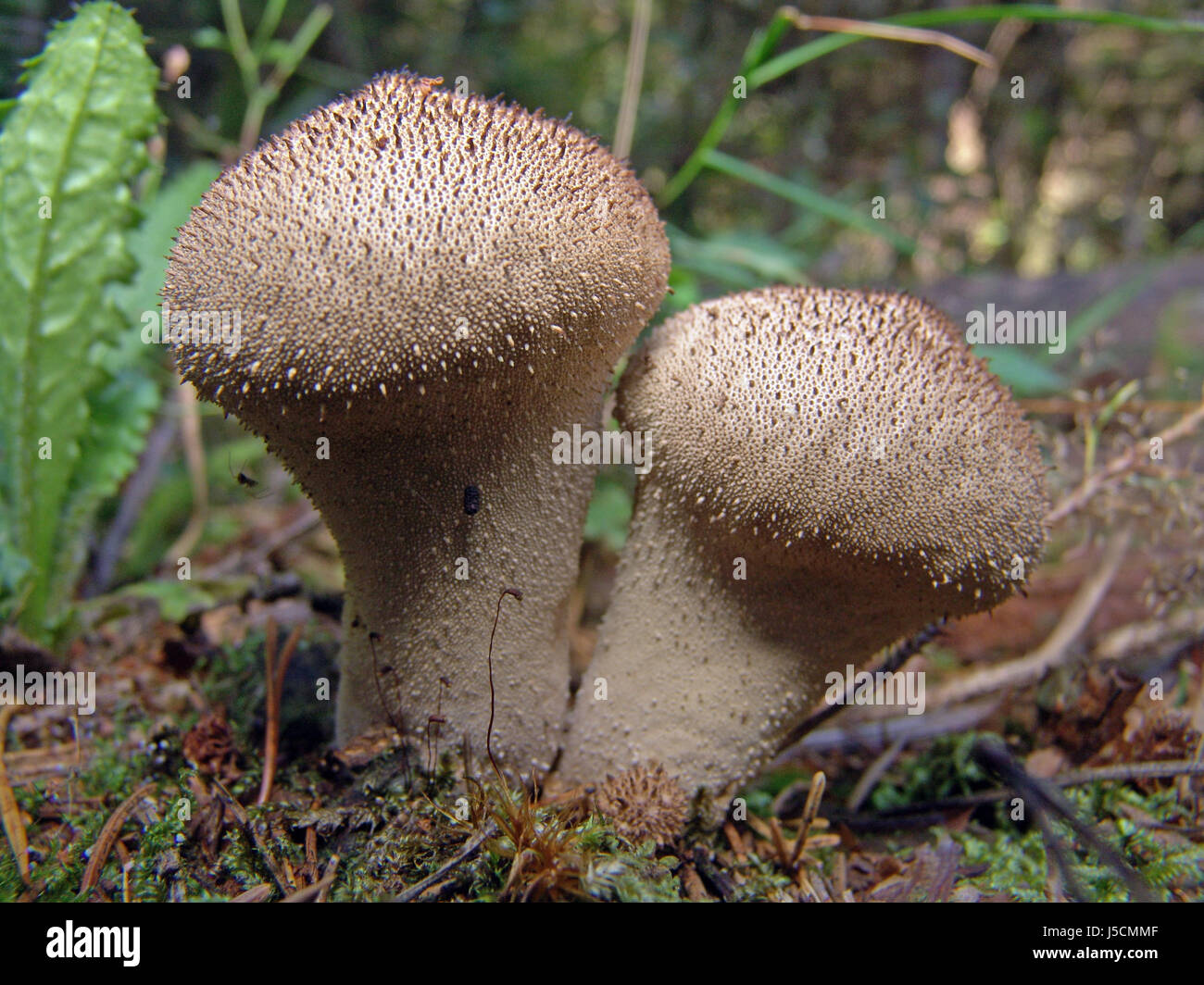 Bovist hi-res stock photography and images - Alamy