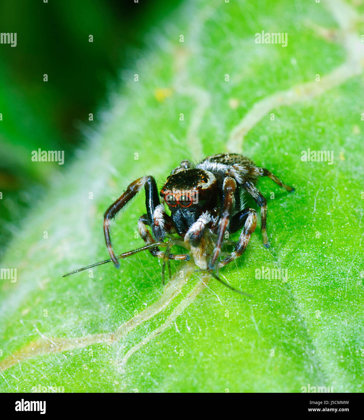 Jumping Spider (Maratus scutulatus, also called Hypoblemum albovittatum ...