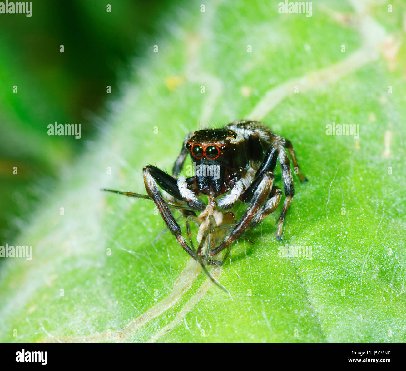 Maratus Scutulatus High Resolution Stock Photography and Images - Alamy