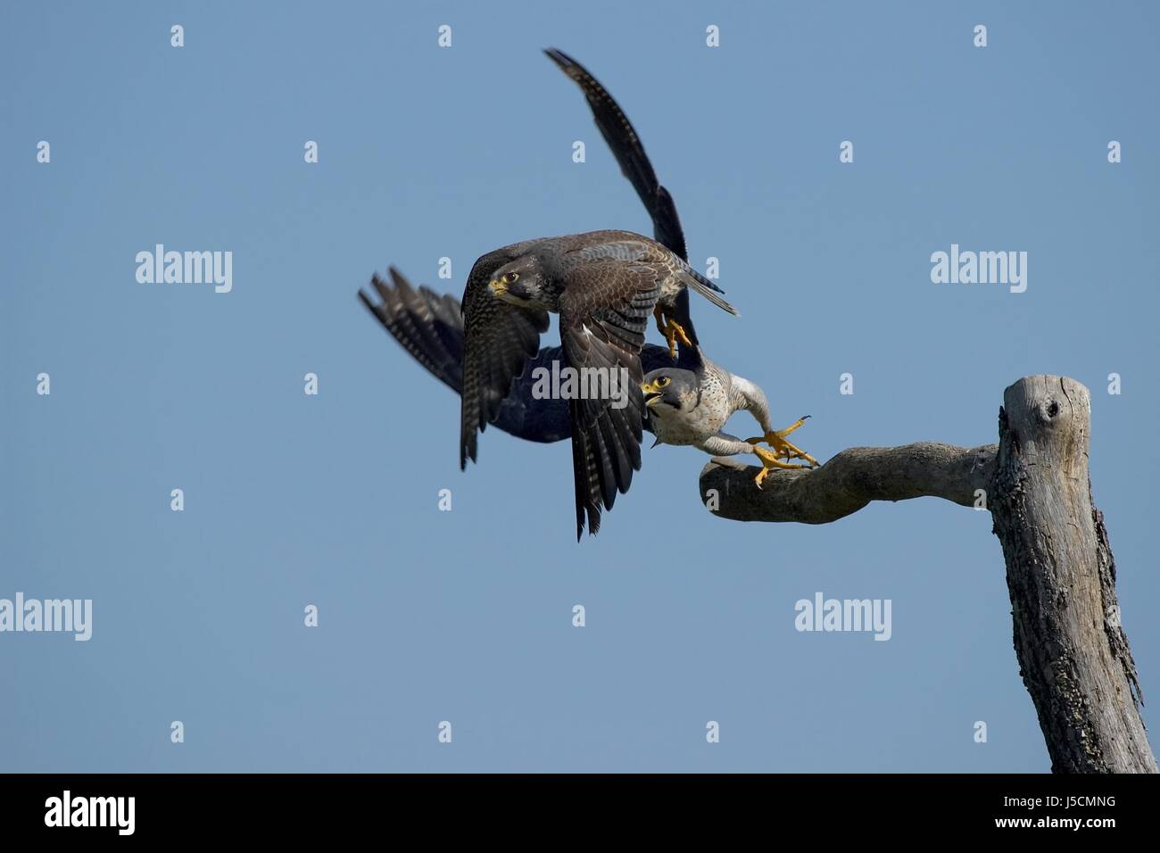 blue hunter eye organ falcon raptor wing beak tele feathering dynamic ...