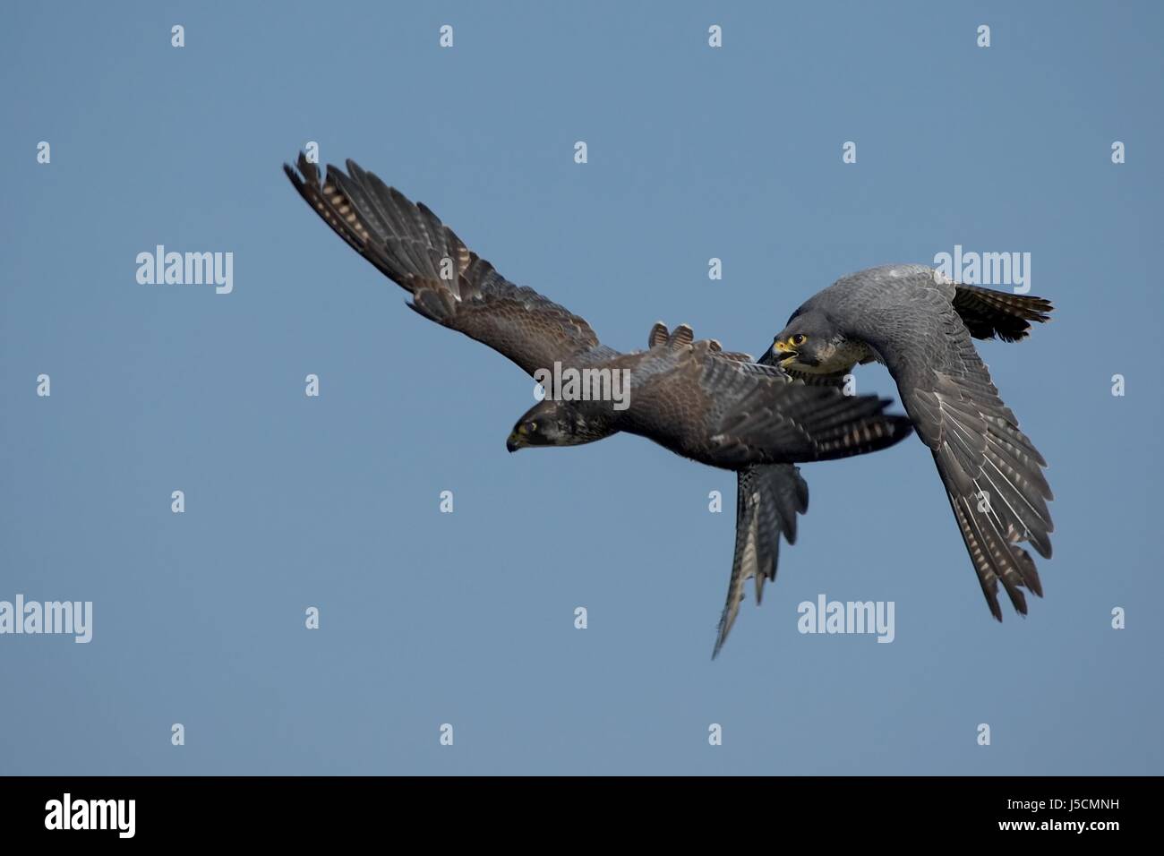 blue hunter eye organ falcon raptor wing beak tele feathering dynamic ...