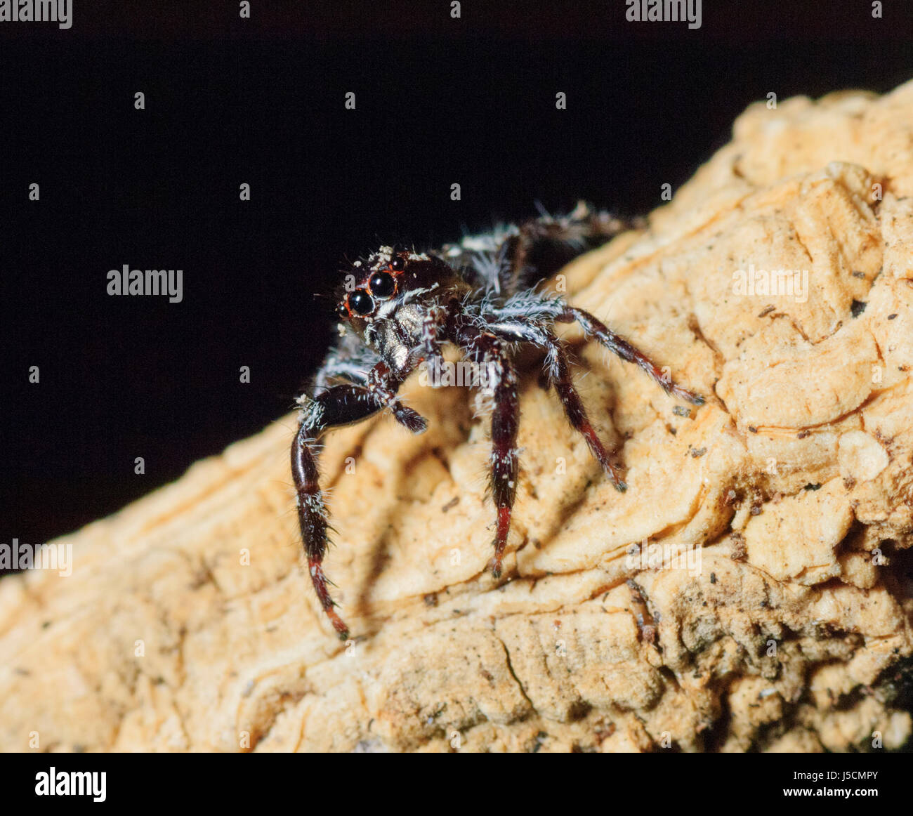 Ludicra Jumping Spider (Sandalodes superbus, formerly Bavia ludicra ...