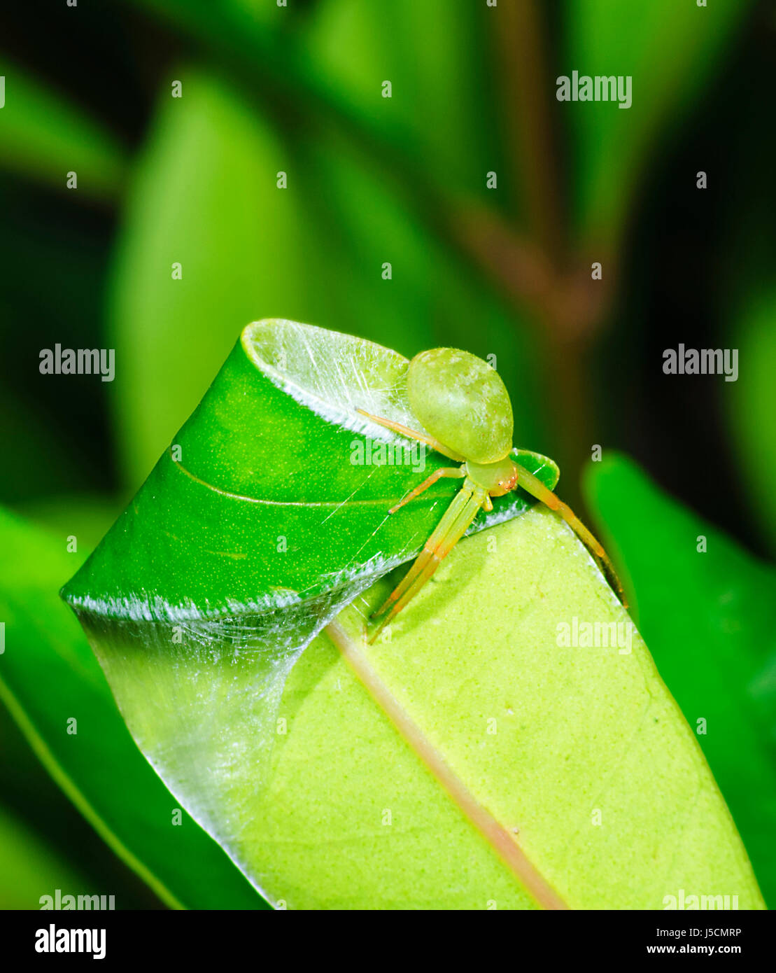 Cetratus rubropunctatus hi-res stock photography and images - Alamy