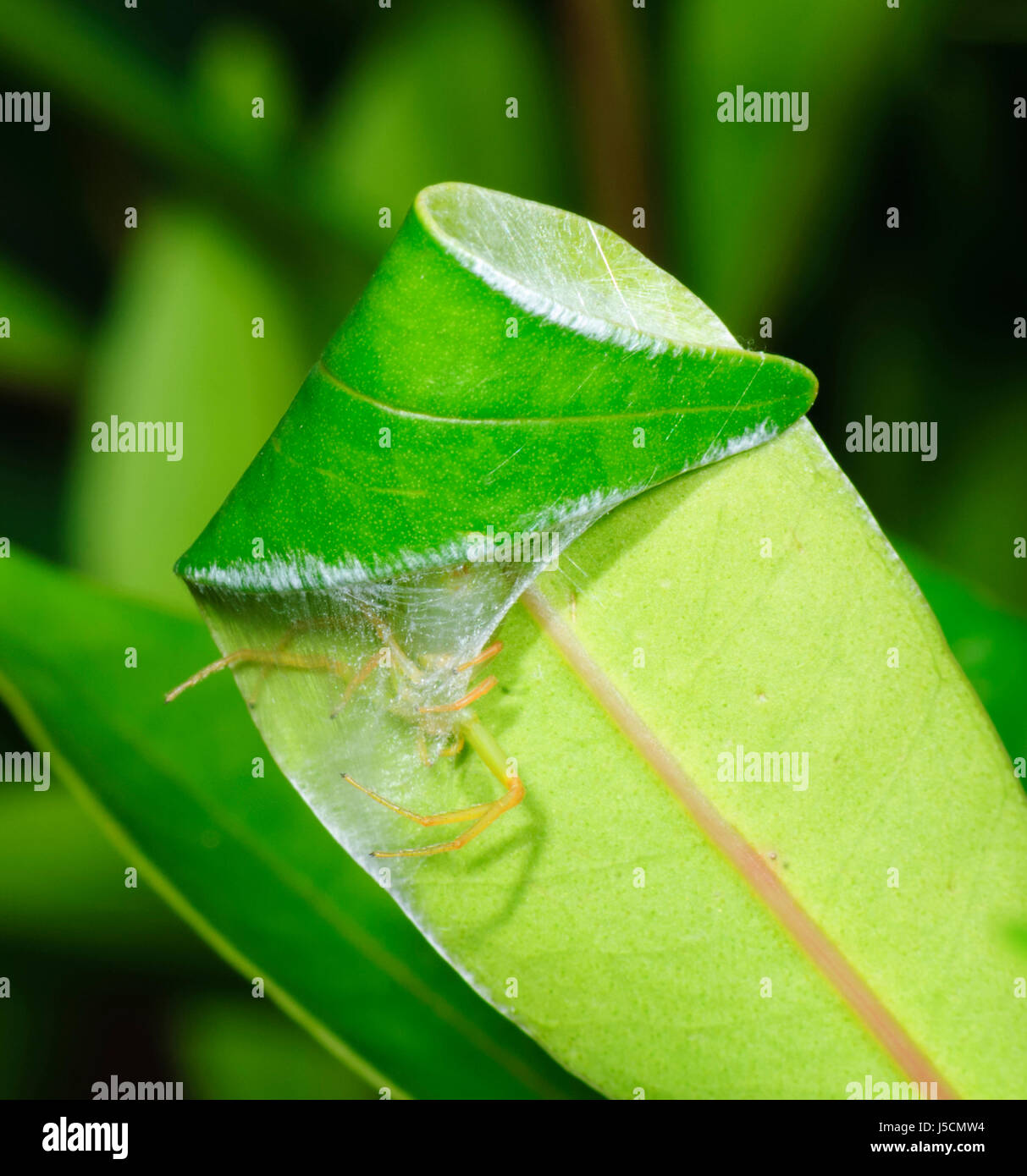 Crab Spider (Cetratus rubropunctatus) in its shelter in a leaf stitched ...