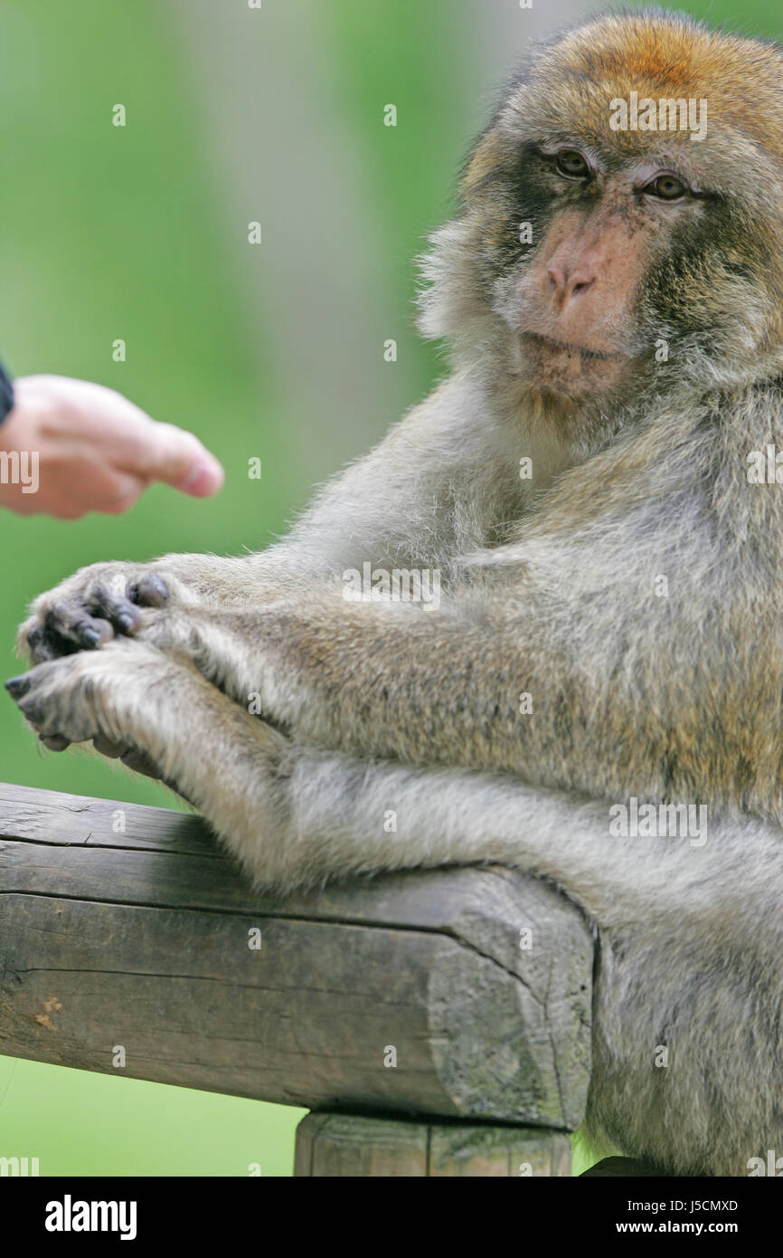 Bored Animal