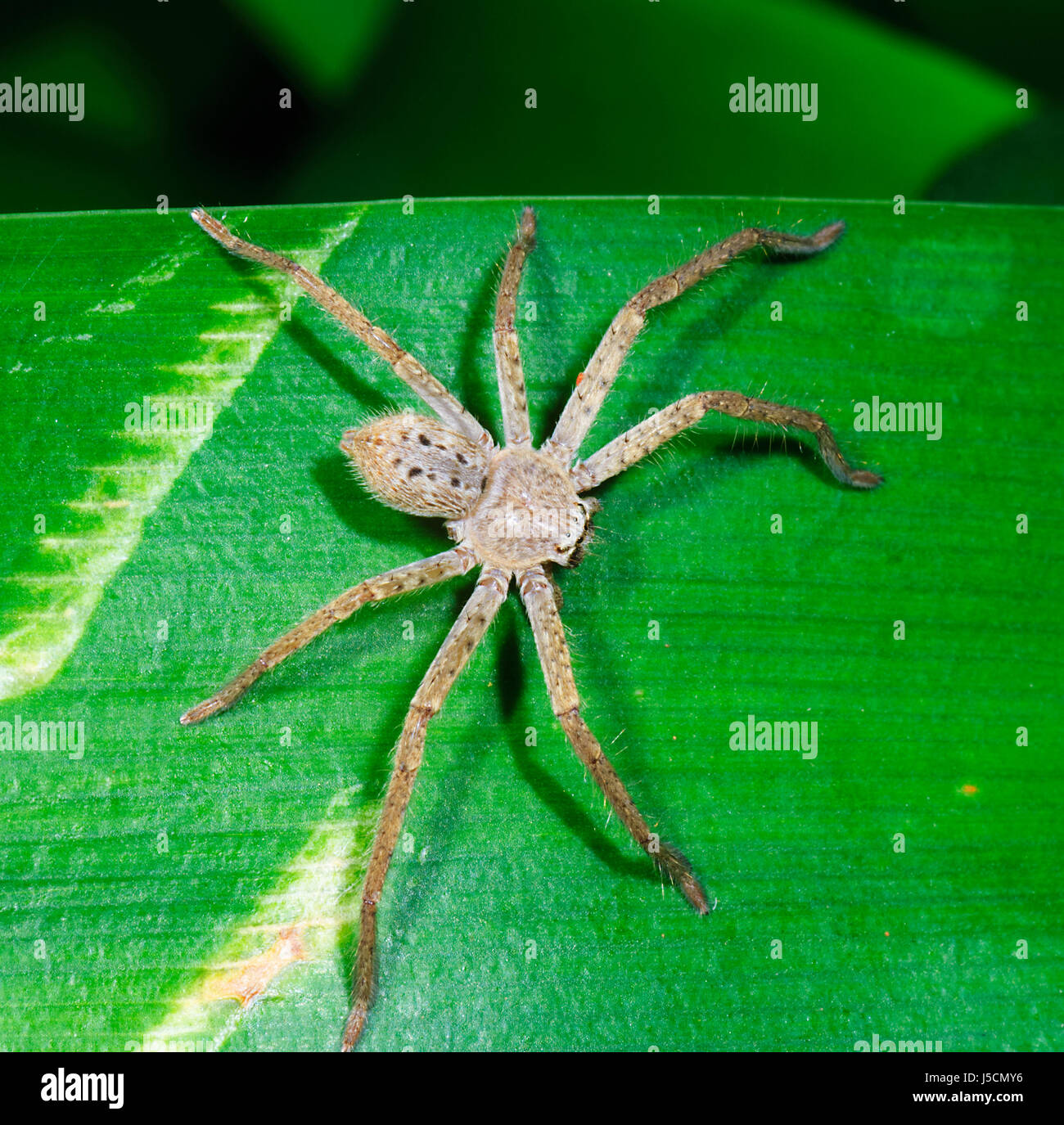 Huntsman Spider (Sparassidae, Neosparassus sp.), New South Wales, NSW ...