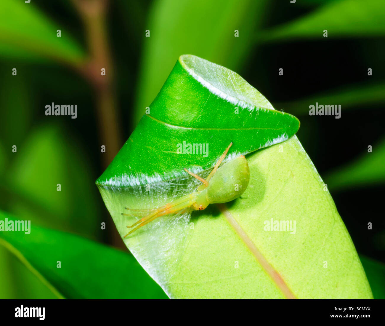 Cetratus rubropunctatus hi-res stock photography and images - Alamy
