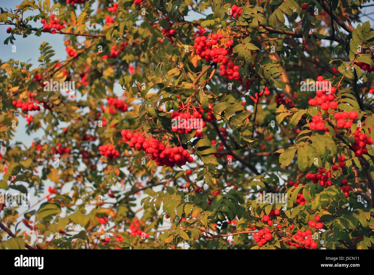 Baum frchte hi-res stock photography and images - Alamy