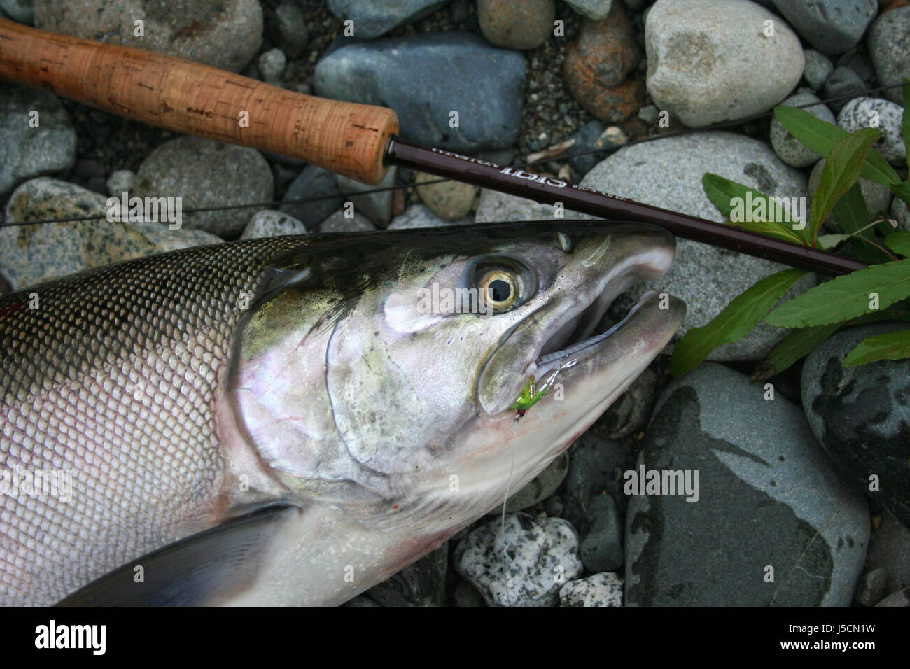 catch the coho - silver salmon in bc Stock Photo - Alamy