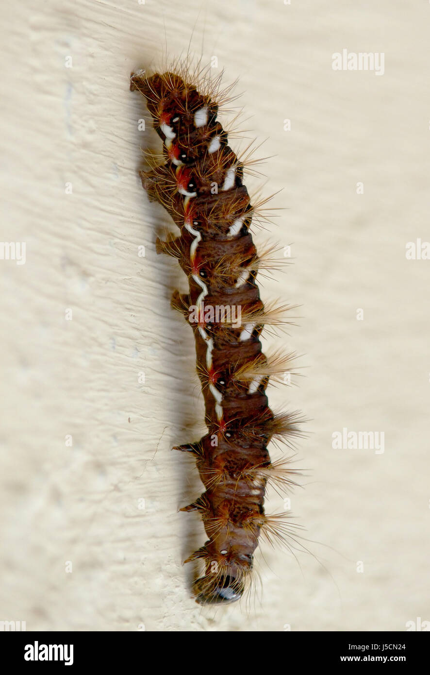 Monster butterfly hi-res stock photography and images - Alamy