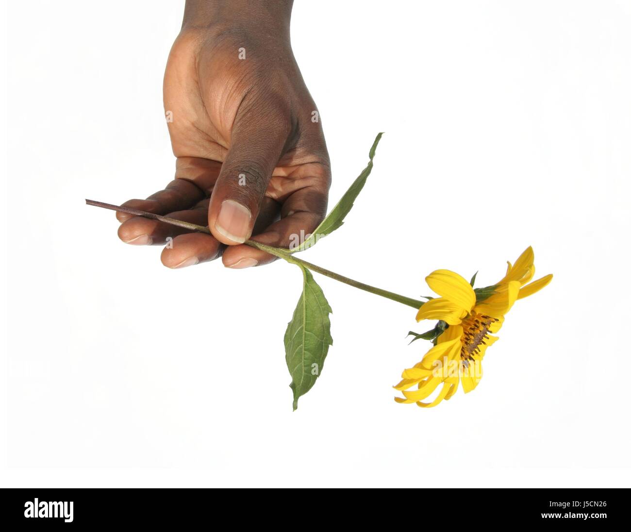 hand friendship finger connected flower plant bloom blossom flourish ...