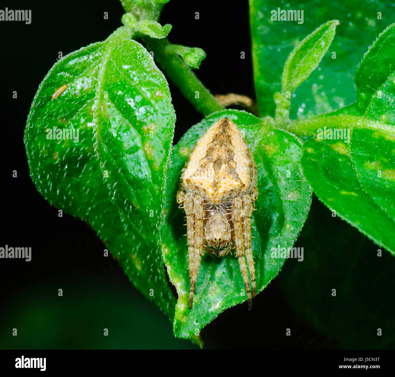 Australian orb weaving spider hi-res stock photography and images - Alamy