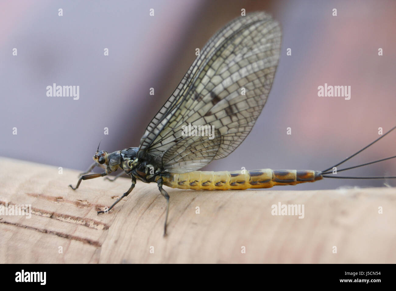 Mayfly Ireland High Resolution Stock Photography and Images - Alamy