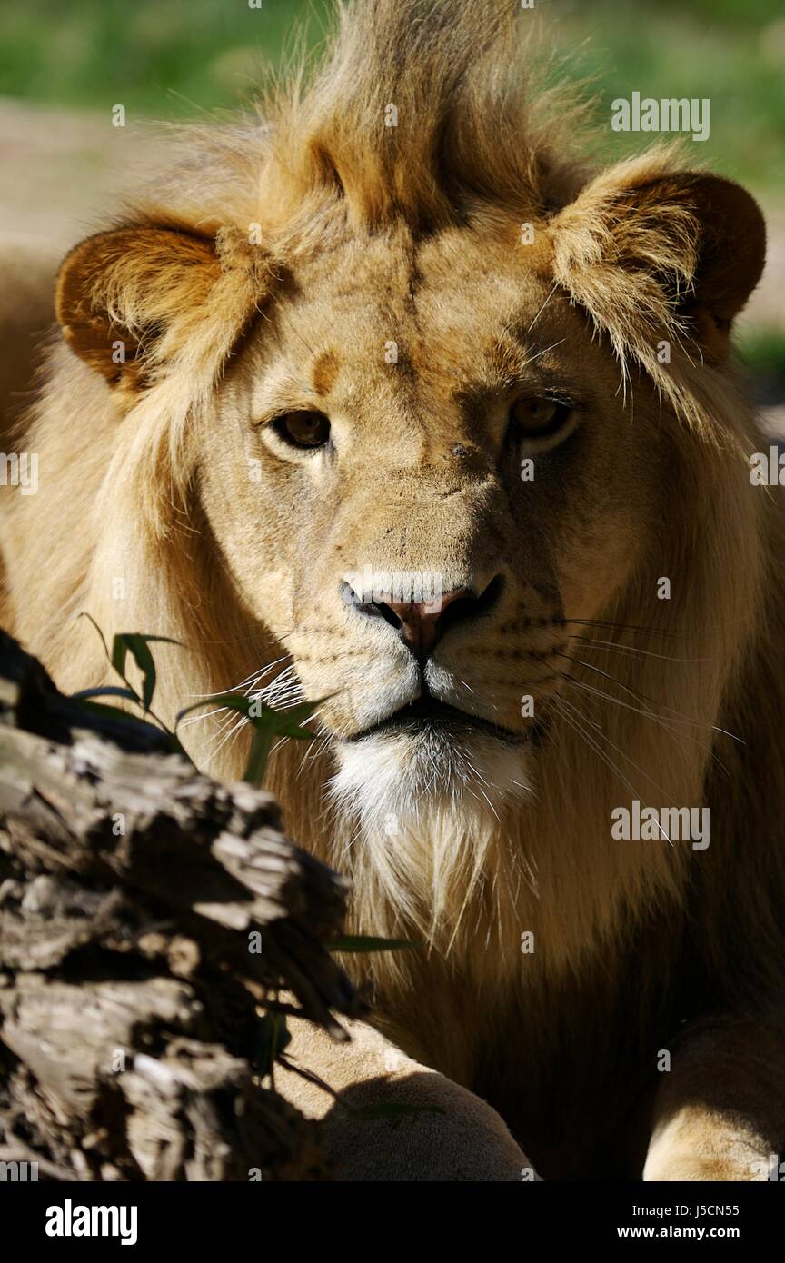 lion cat big cat feline predator eyes predator male mane emperor king ...