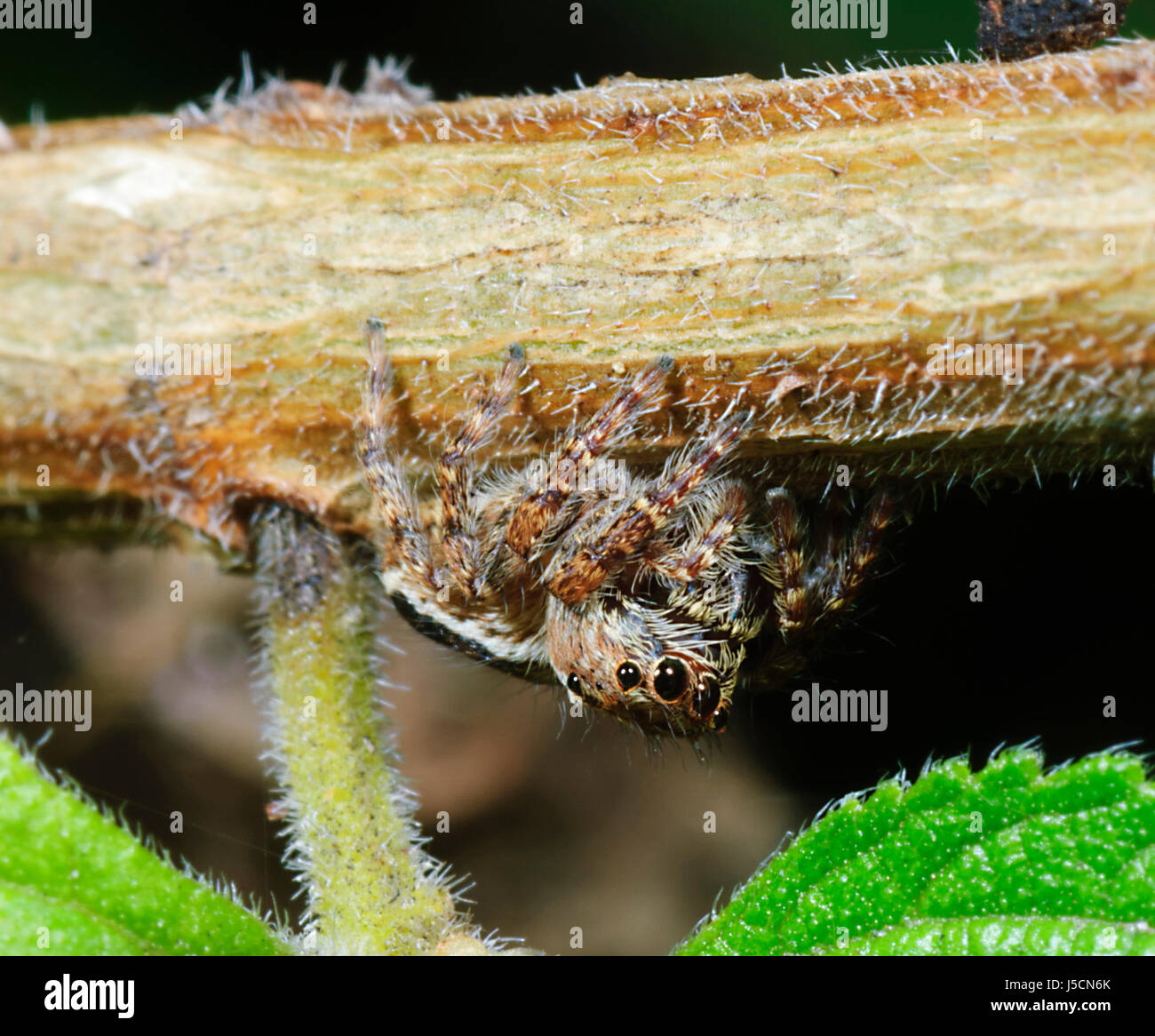 Jumping Spider (Salticidae), New South Wales, NSW, Australia Stock ...