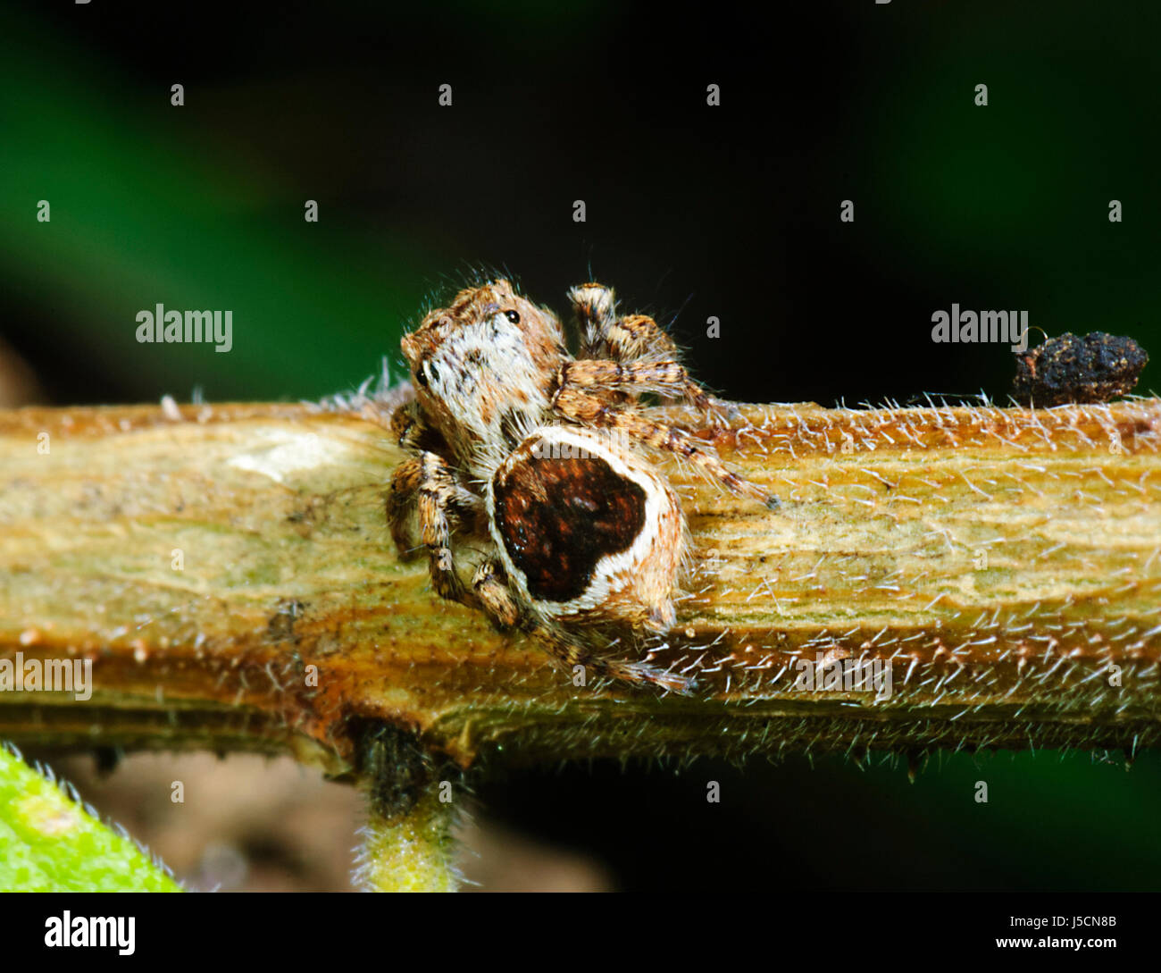Jumping spider new hi-res stock photography and images - Alamy