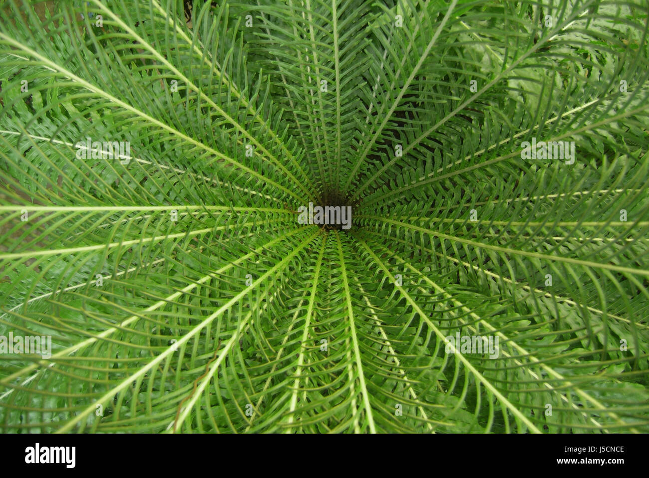 Cycadophyta hi-res stock photography and images - Alamy