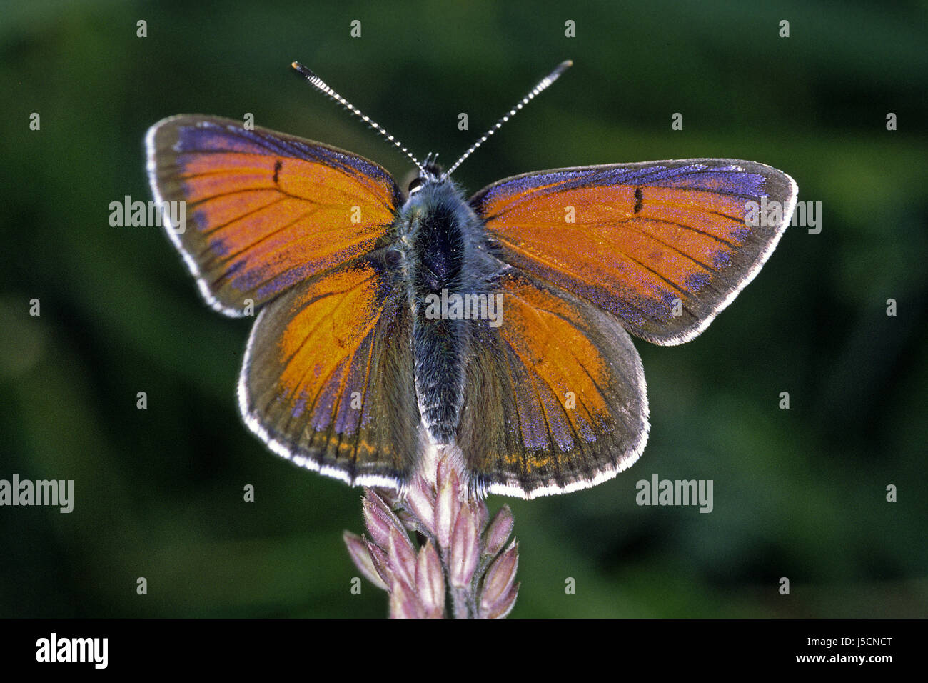 Palaeochrysophanus hippothoe hi-res stock photography and images - Alamy