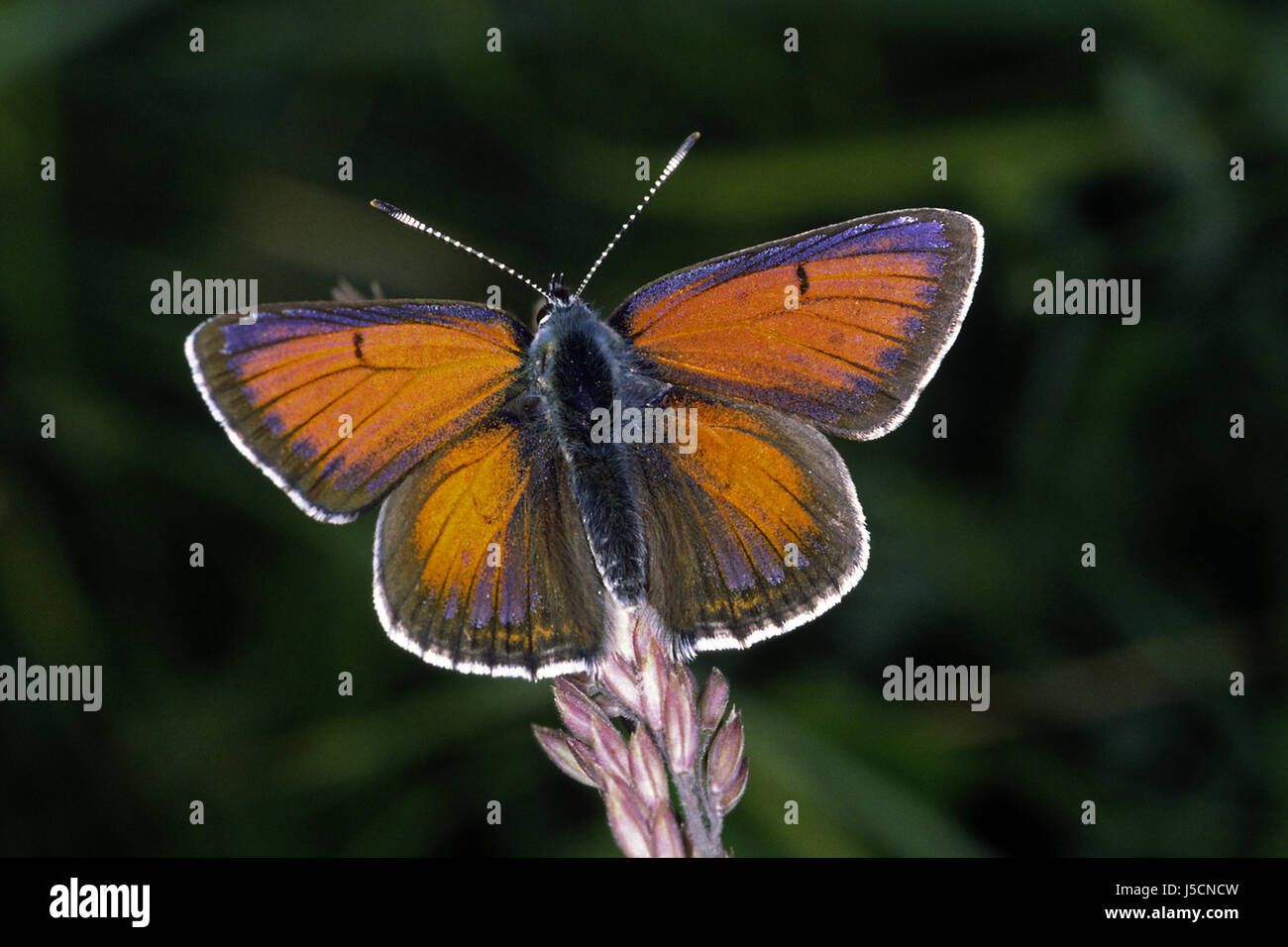 Palaeochrysophanus hippothoe hi-res stock photography and images - Alamy