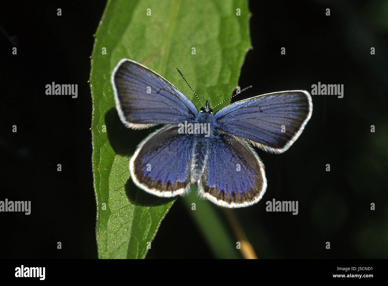 plebeius argus,silver-studded blue,male Stock Photo - Alamy
