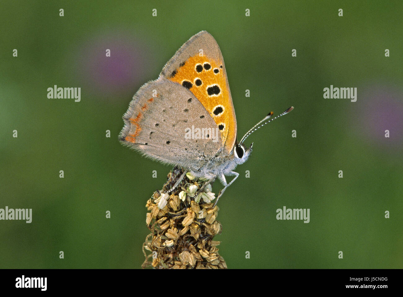 butterfly butterflies orange lycaena phlaeas kleiner feuerfalter ...