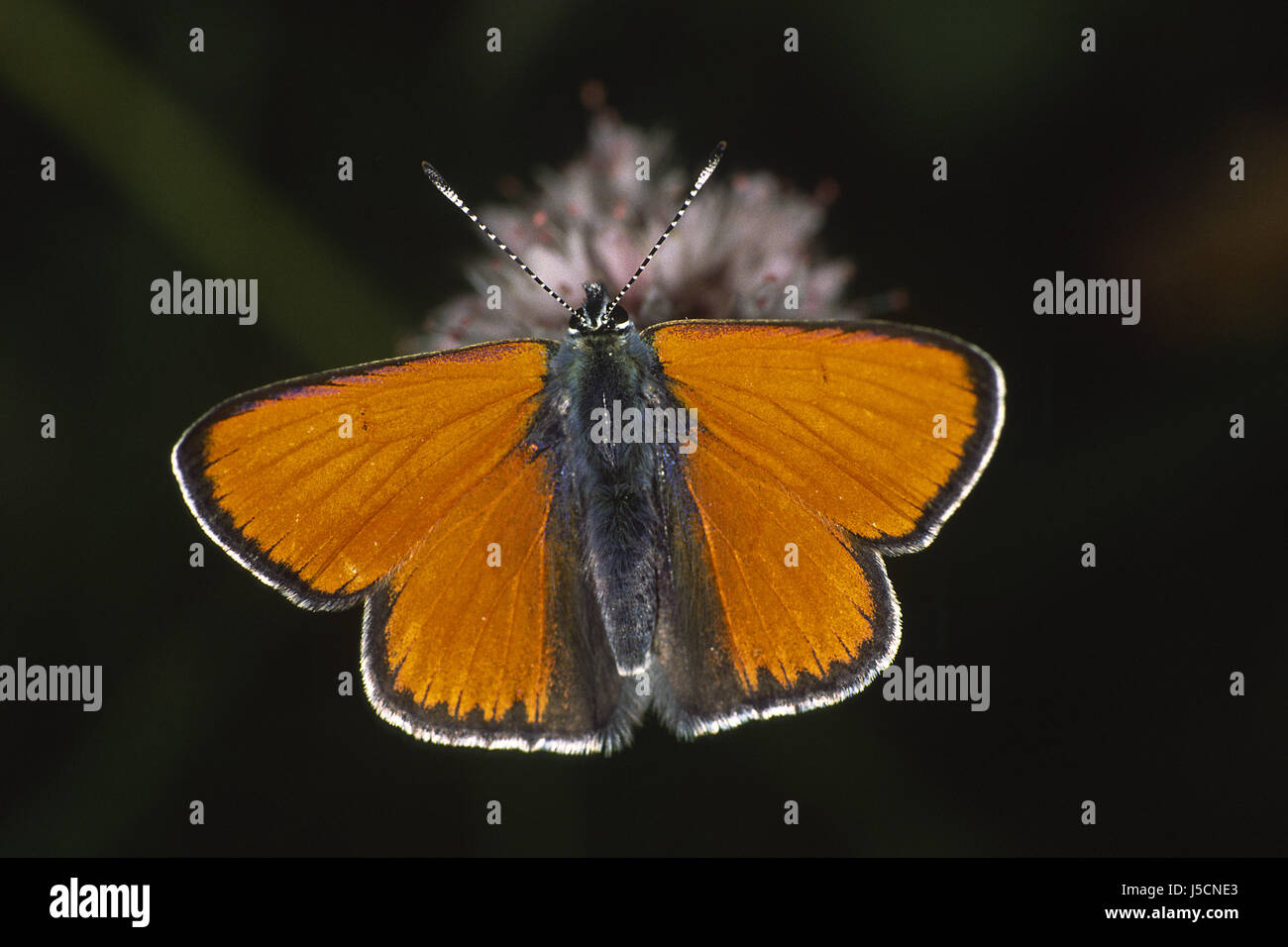Palaeochrysophanus hippothoe hi-res stock photography and images - Alamy