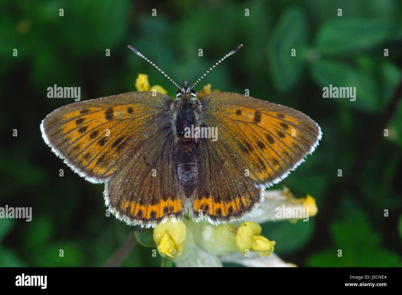 butterfly orange lycaena hippothoe palaeochrysophanus hippothoe kleiner ...