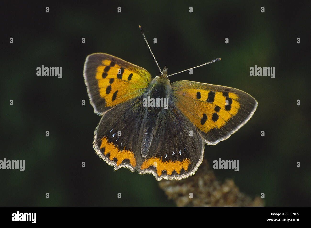 butterfly butterflies orange lycaena phlaeas kleiner feuerfalter ...
