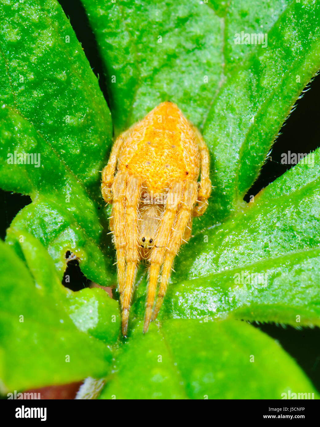 Australian orb weaving spider hi-res stock photography and images - Alamy