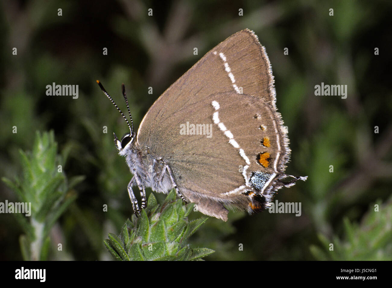 Schlehenzipfelfalter hi-res stock photography and images - Alamy