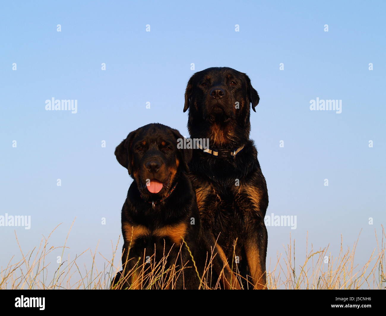 Devil black dog hi-res stock photography and images - Alamy