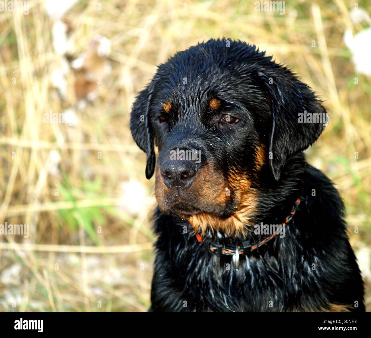 pet black swarthy jetblack deep black skin dog pedigree dog rottweiler ...