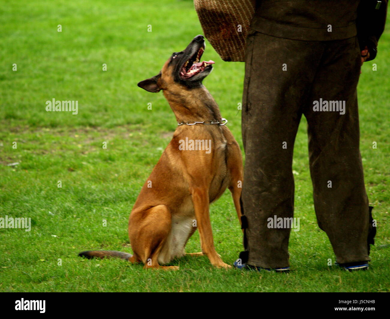 sport sports guard dog to watch out protective service meadow watching ...