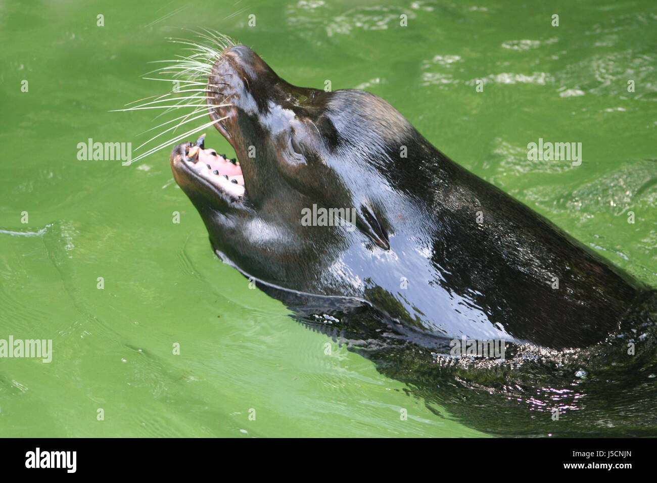 seal pisces sea lion salt water sea ocean water heavy hard raubtiere ...