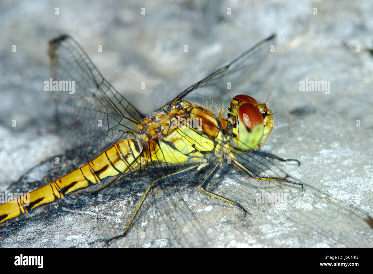 environment enviroment animal insect insects fauna animals conservation ...