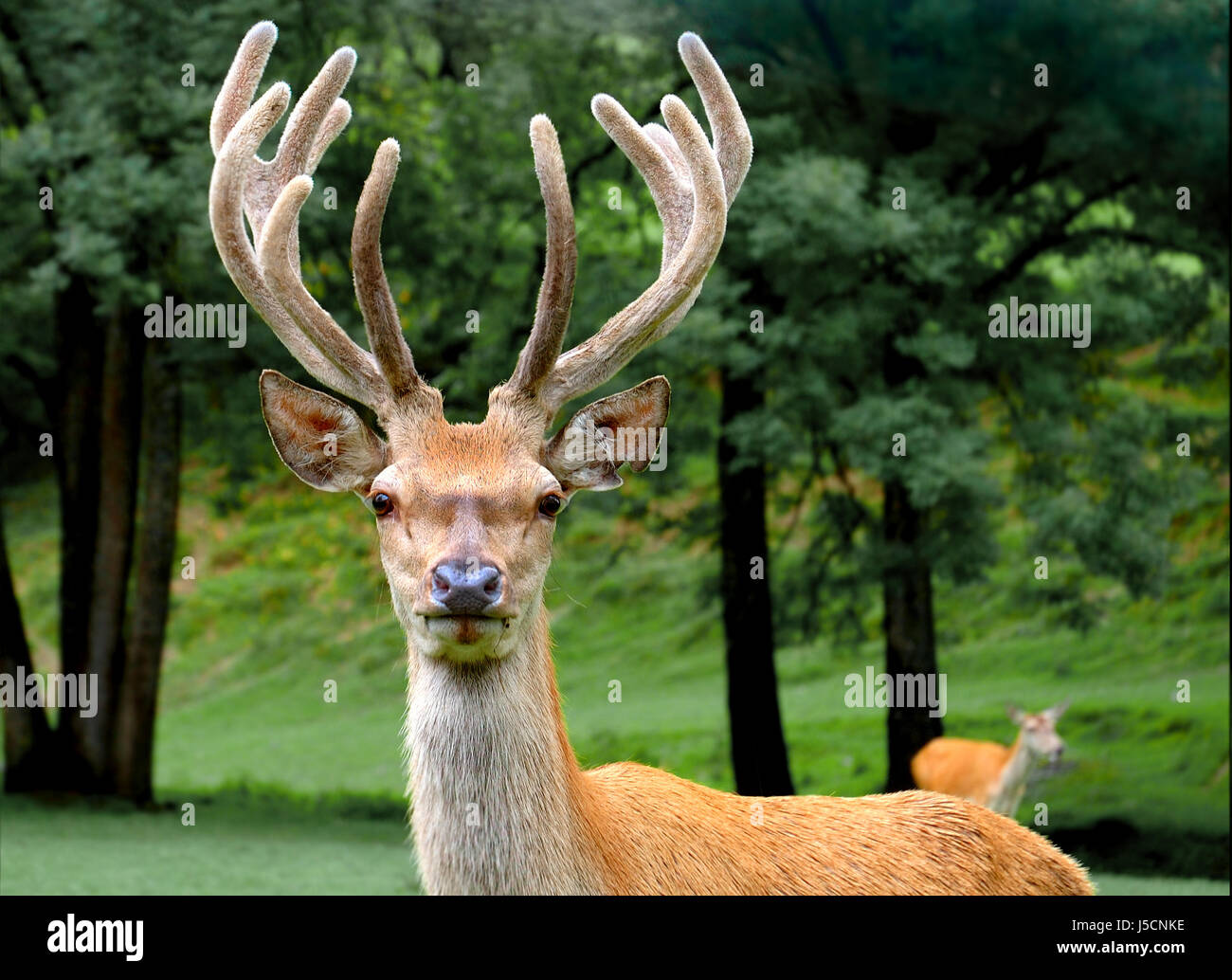 animal wild animals witty look glancing see view looking peeking ...