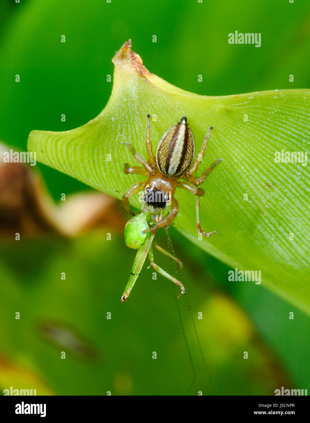 Adult Female Jumping Spider (Maratus scutulatus, formerly Lycidas) with ...