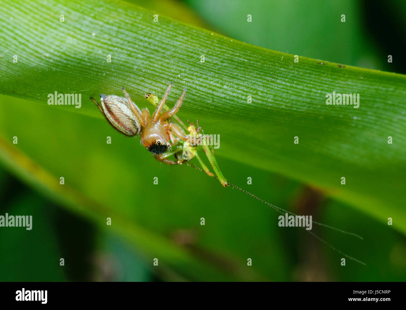 Adult Female Jumping Spider (Maratus scutulatus, formerly Lycidas) with ...