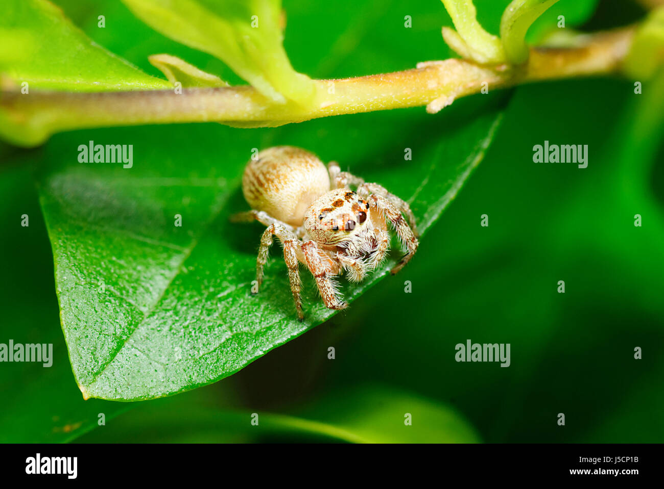 Polyphemus the cyclops hi-res stock photography and images - Alamy